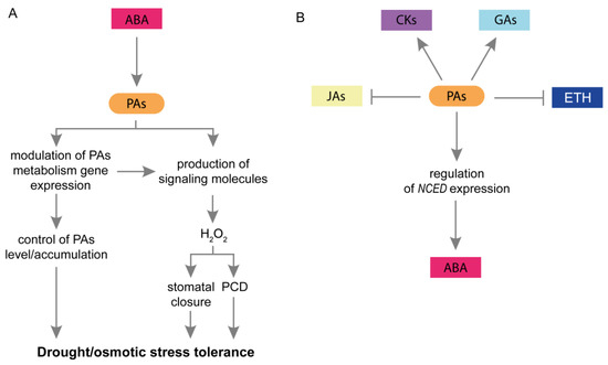 Interactions of Polyamines and Phytohormones in Plant Response to ...