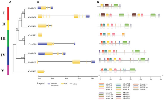Identification of AREB/ABF Gene Family Involved in the Response of ABA ...