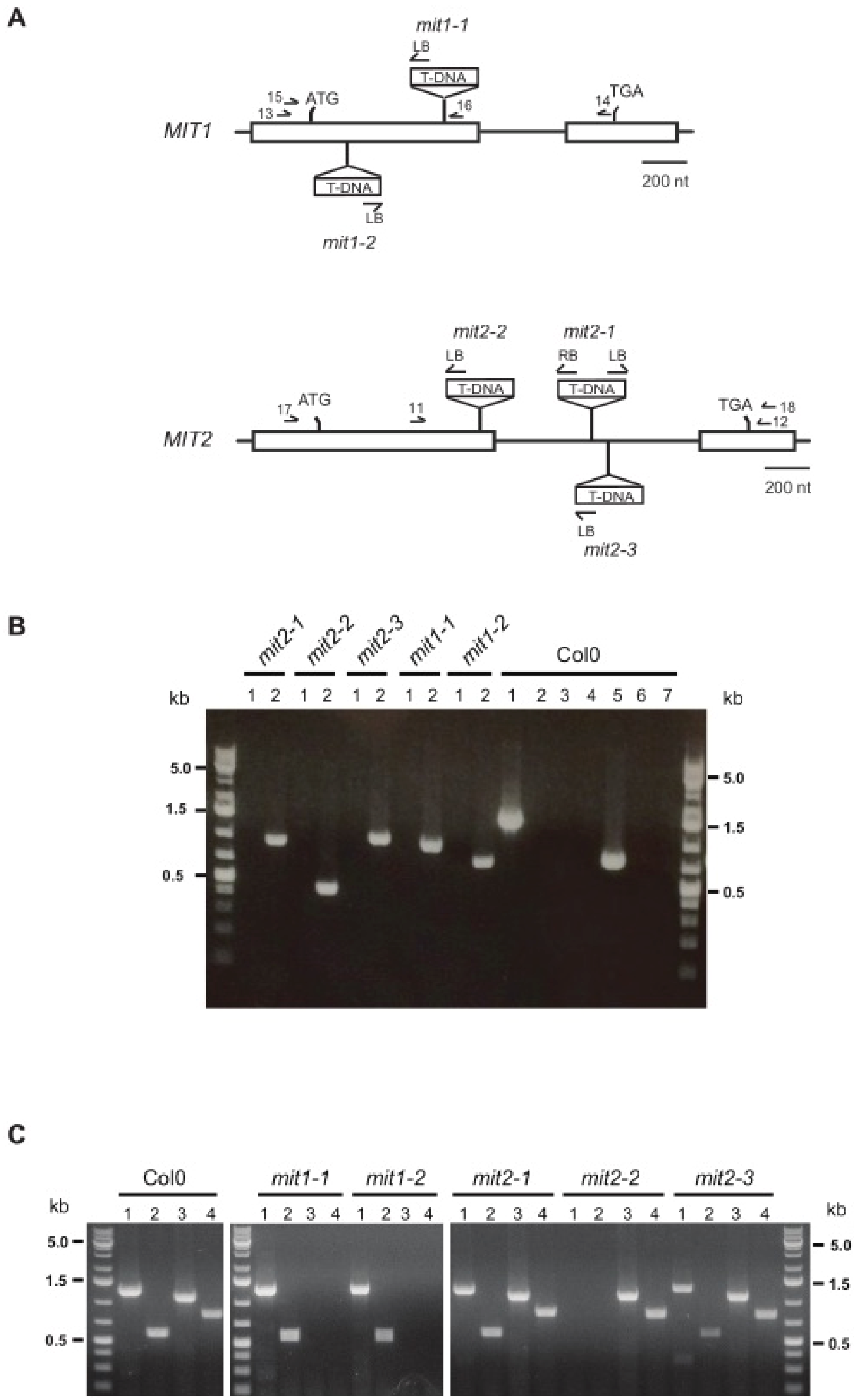 Growth Developmental Defects of Mitochondrial Iron Transporter 1 and 2 ...