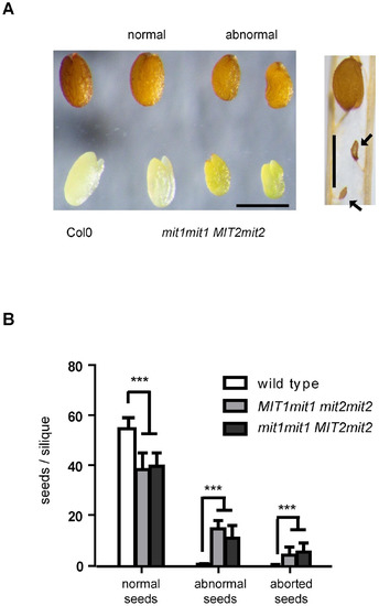 Growth Developmental Defects of Mitochondrial Iron Transporter 1 and 2 Mutants in Arabidopsis in ...