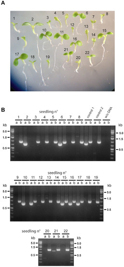 Growth Developmental Defects of Mitochondrial Iron Transporter 1 and 2 Mutants in Arabidopsis in ...