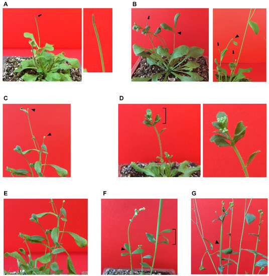 Growth Developmental Defects of Mitochondrial Iron Transporter 1 and 2 ...