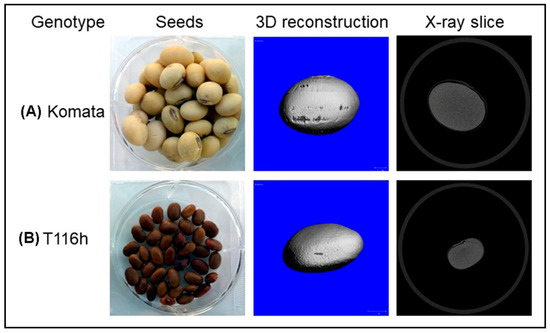 Crop Seed Phenomics: Focus on Non-Destructive Functional Trait ...