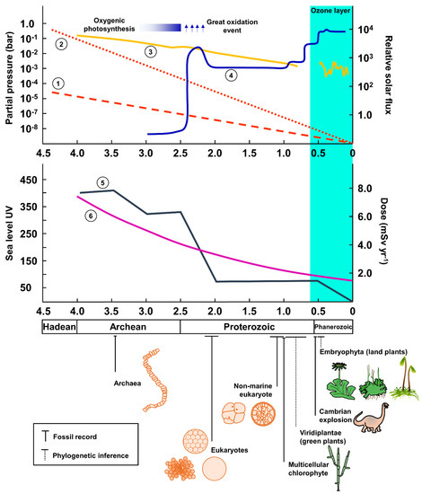 Chronic Ionizing Radiation of Plants: An Evolutionary Factor from ...