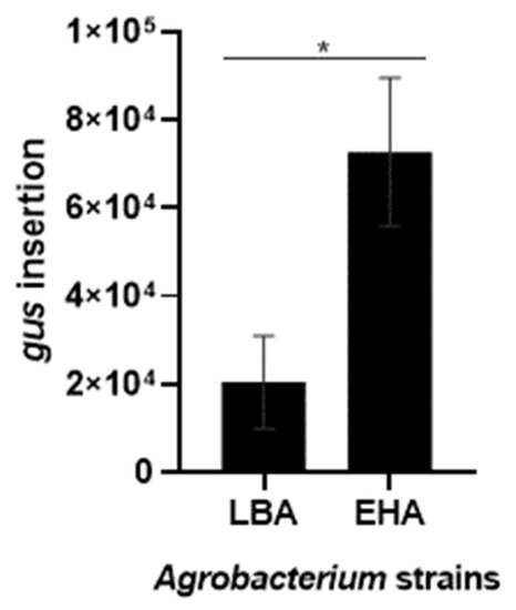 An Efficient Agrobacterium-Mediated Genetic Transformation Method for Solanum betaceum Cav ...