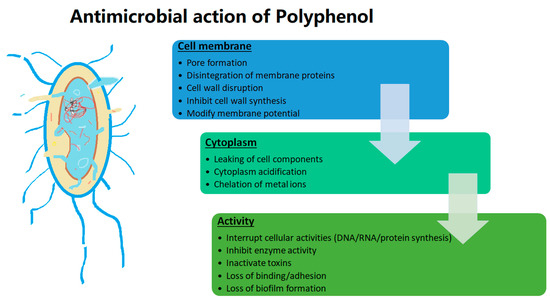 Recent Developments in Polyphenol Applications on Human Health: A ...