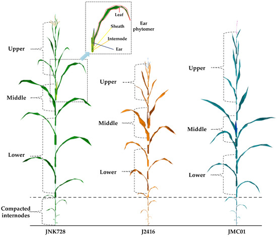 Disentangling the Heterosis in Biomass Production and Radiation Use ...