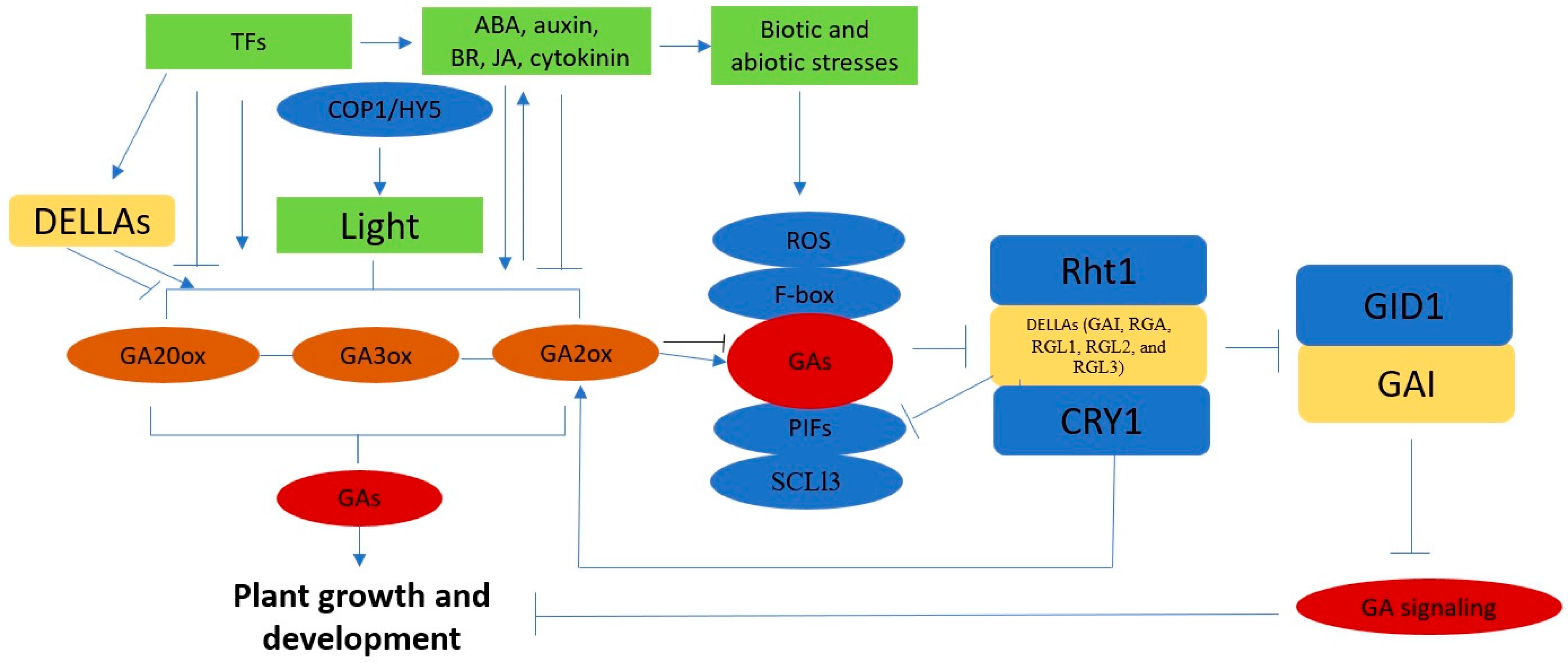 The Roles of Gibberellins in Regulating Leaf Development