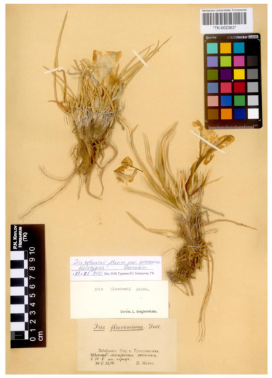 New Approach to the Systematics of the Section Psammiris (Iris ...