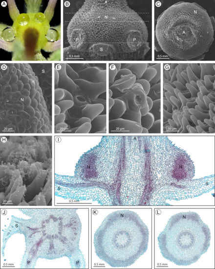 Comparative Nectary Morphology across Cleomaceae (Brassicales)