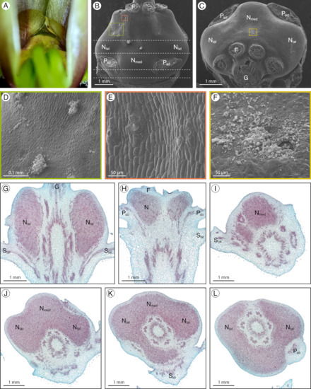 Comparative Nectary Morphology across Cleomaceae (Brassicales)