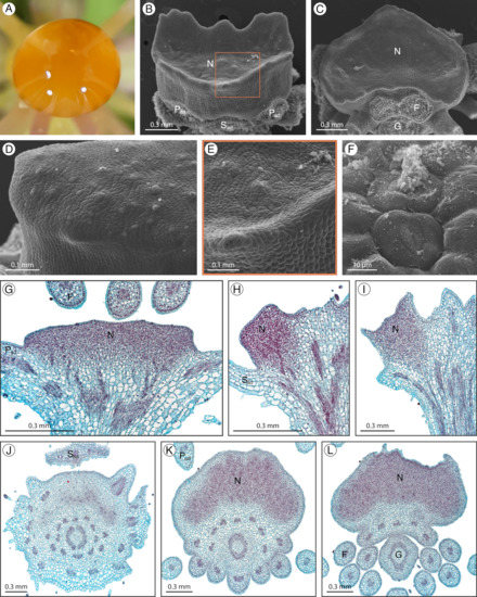 Comparative Nectary Morphology across Cleomaceae (Brassicales)