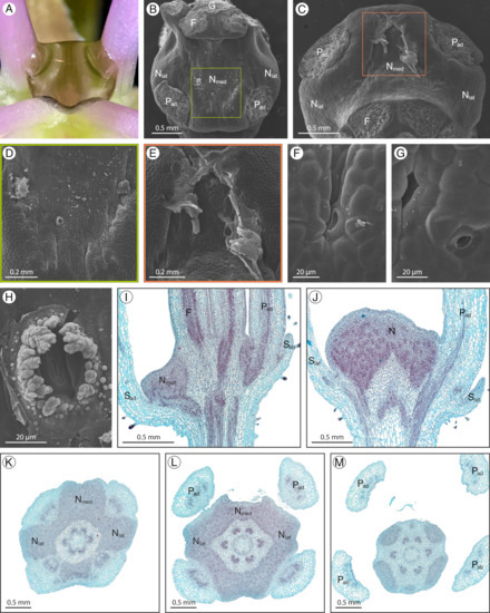 Comparative Nectary Morphology across Cleomaceae (Brassicales)