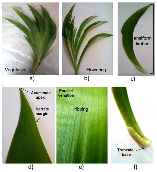 Pharmacognostic Study, Diuretic Activity and Acute Oral Toxicity of the ...
