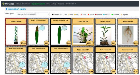 OliveAtlas: A Gene Expression Atlas Tool for Olea europaea