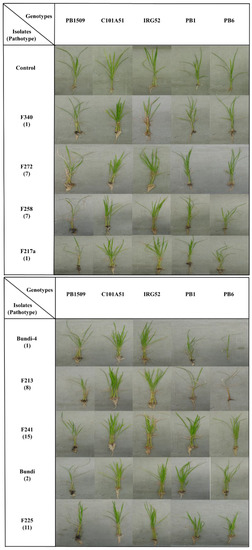 Identification and Characterization of Fusarium fujikuroi Pathotypes ...
