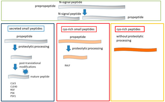 Molecular Mechanisms of Regulation of Root Development by Plant Peptides