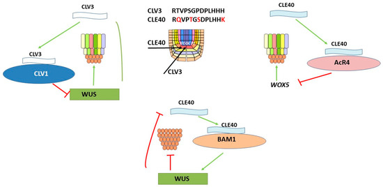 Molecular Mechanisms of Regulation of Root Development by Plant Peptides