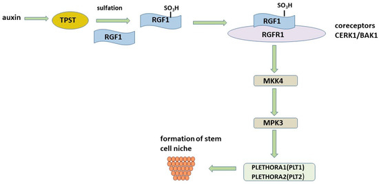 Molecular Mechanisms of Regulation of Root Development by Plant Peptides