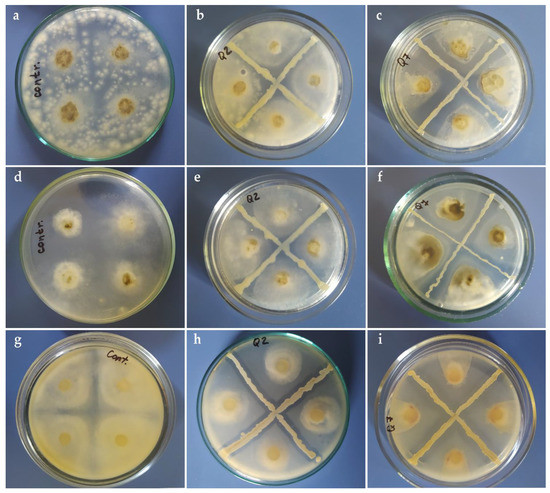 Antifungal Activity and Effect of Plant-Associated Bacteria on Phenolic ...