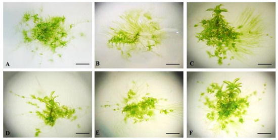 An Insight into the Biology of the Rare and Peculiar Moss Pterygoneurum ...