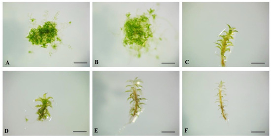An Insight into the Biology of the Rare and Peculiar Moss Pterygoneurum ...