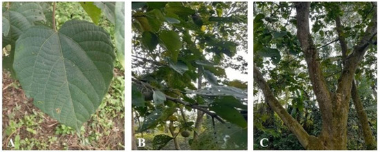 The Allelopathic Effects of Trewia nudiflora Leaf Extracts and Its ...