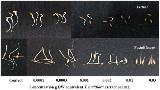 The Allelopathic Effects of Trewia nudiflora Leaf Extracts and Its ...