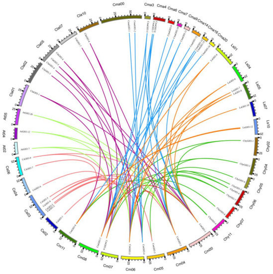 Plants | Free Full-Text | Evolutionary Analysis of the Melon (Cucumis ...