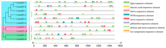 Plants | Free Full-Text | Evolutionary Analysis of the Melon (Cucumis ...