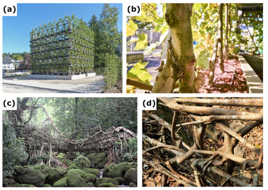 Plants | Free Full-Text | Conjoining Trees for the Provision of Living ...