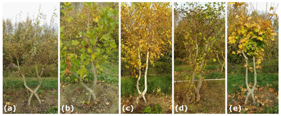 Plants | Free Full-Text | Conjoining Trees for the Provision of Living ...