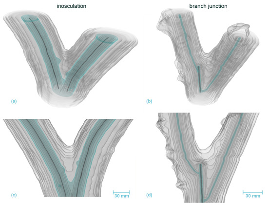 Plants | Free Full-Text | Conjoining Trees for the Provision of Living ...