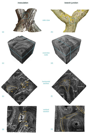 Plants | Free Full-Text | Conjoining Trees for the Provision of Living ...
