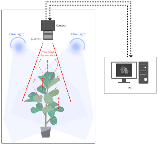 Plants | Free Full-Text | Chlorophyll Fluorescence Imaging for Early ...