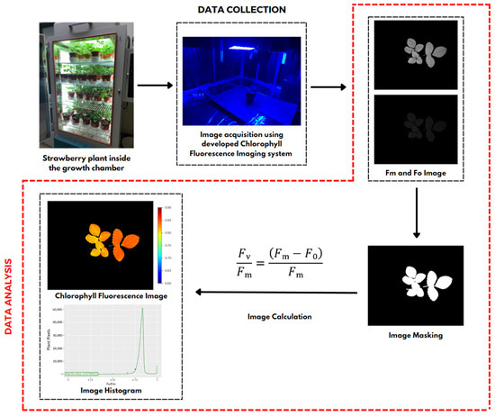 Plants | Free Full-Text | Chlorophyll Fluorescence Imaging for Early ...