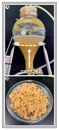 Production of Secondary Metabolites from Cell Cultures of Sageretia ...