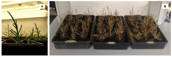Plants | Free Full-Text | Interactive Temperature and CO2 Rise, Salinity, Drought, and Bacterial ...