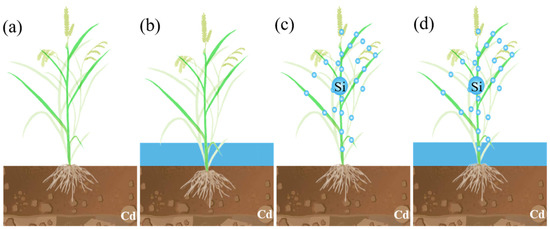 Synergistic Effects of Water Management and Silicon Foliar Spraying on ...