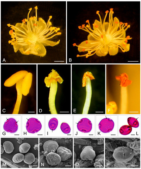 Plants | Free Full-Text | Variation in the Concentration of Tilia spp ...