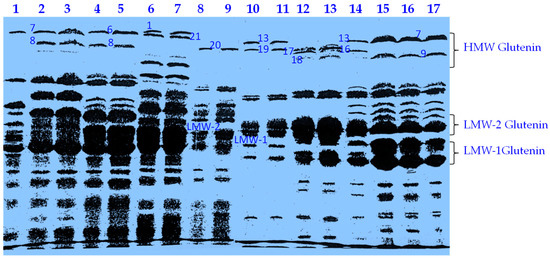 Association of High and Low Molecular Weight Glutenin Subunits with ...