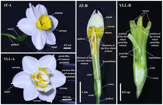 Emergence of Corona Is Independent of the Four Whorls of Floral Organs ...