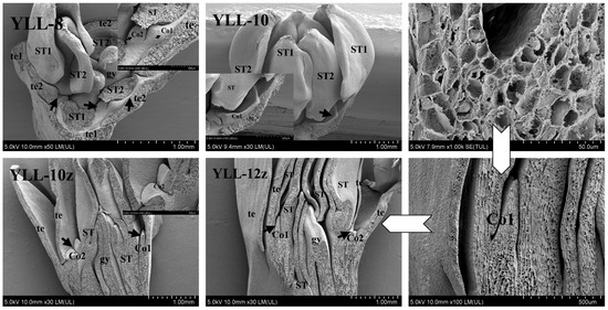 Emergence of Corona Is Independent of the Four Whorls of Floral Organs ...