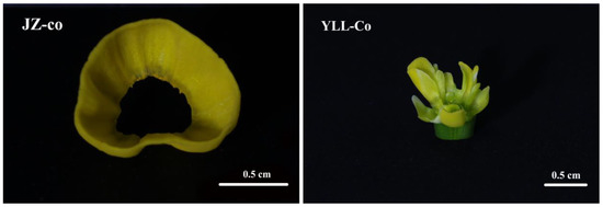 Emergence of Corona Is Independent of the Four Whorls of Floral Organs ...