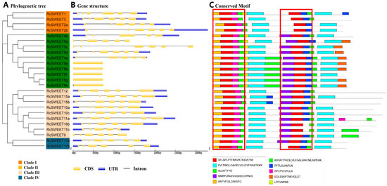 Genome-Wide Identification of the Rose SWEET Gene Family and Their ...