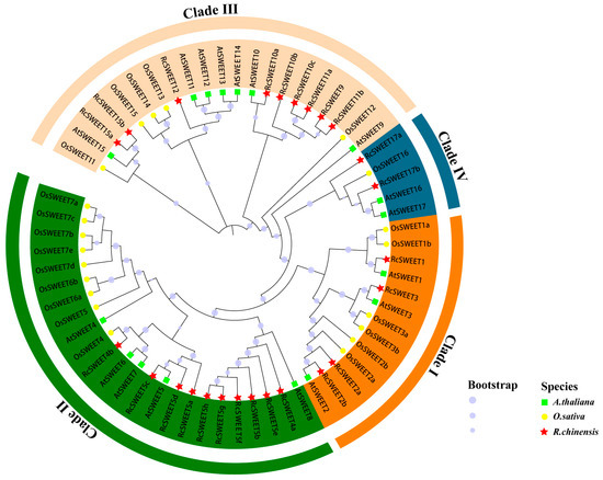 Genome-Wide Identification of the Rose SWEET Gene Family and Their ...