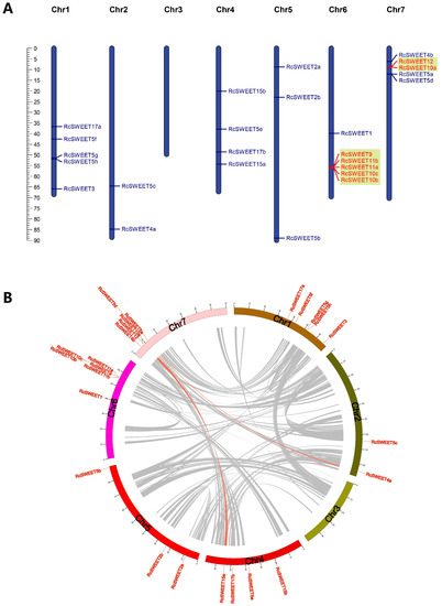 Genome-Wide Identification of the Rose SWEET Gene Family and Their ...