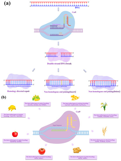 Strategies and Methods for Improving the Efficiency of CRISPR/Cas9 Gene Editing in Plant ...