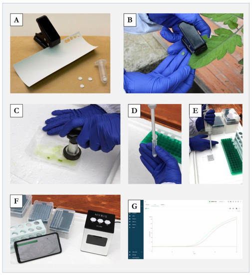 Development of an In-Field Real-Time LAMP Assay for Rapid Detection of ...