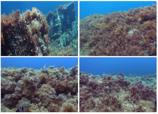 The Lush Fucales Underwater Forests off the Cilento Coast: An ...